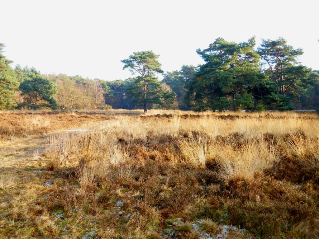 De laatste resten van het oude landschap 1: Droge heide - Online Museum ...